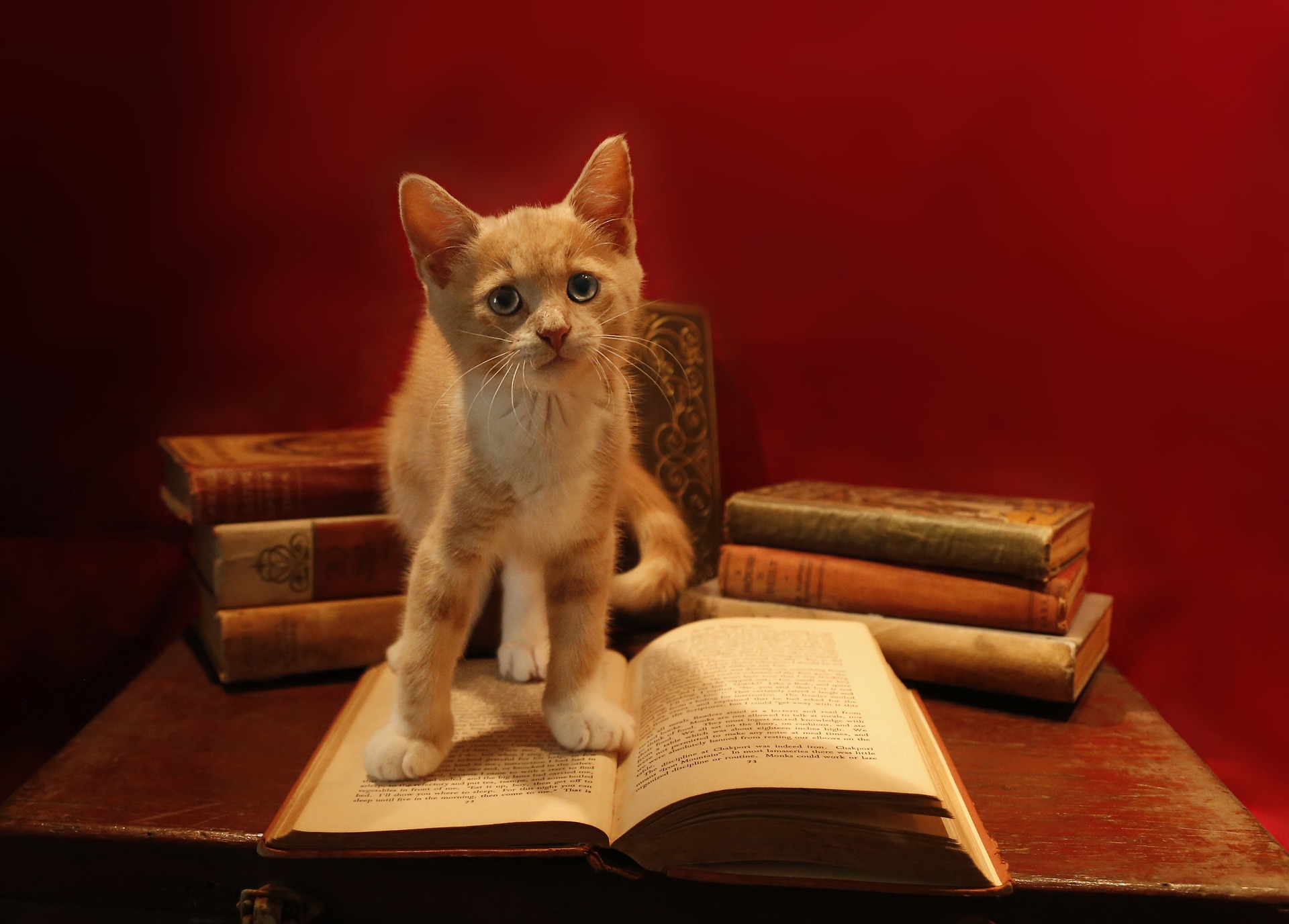 Les écrivains et les chats - chipicha